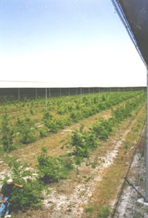 Crop Protection - Other Solutions - WeatherSolve Structures