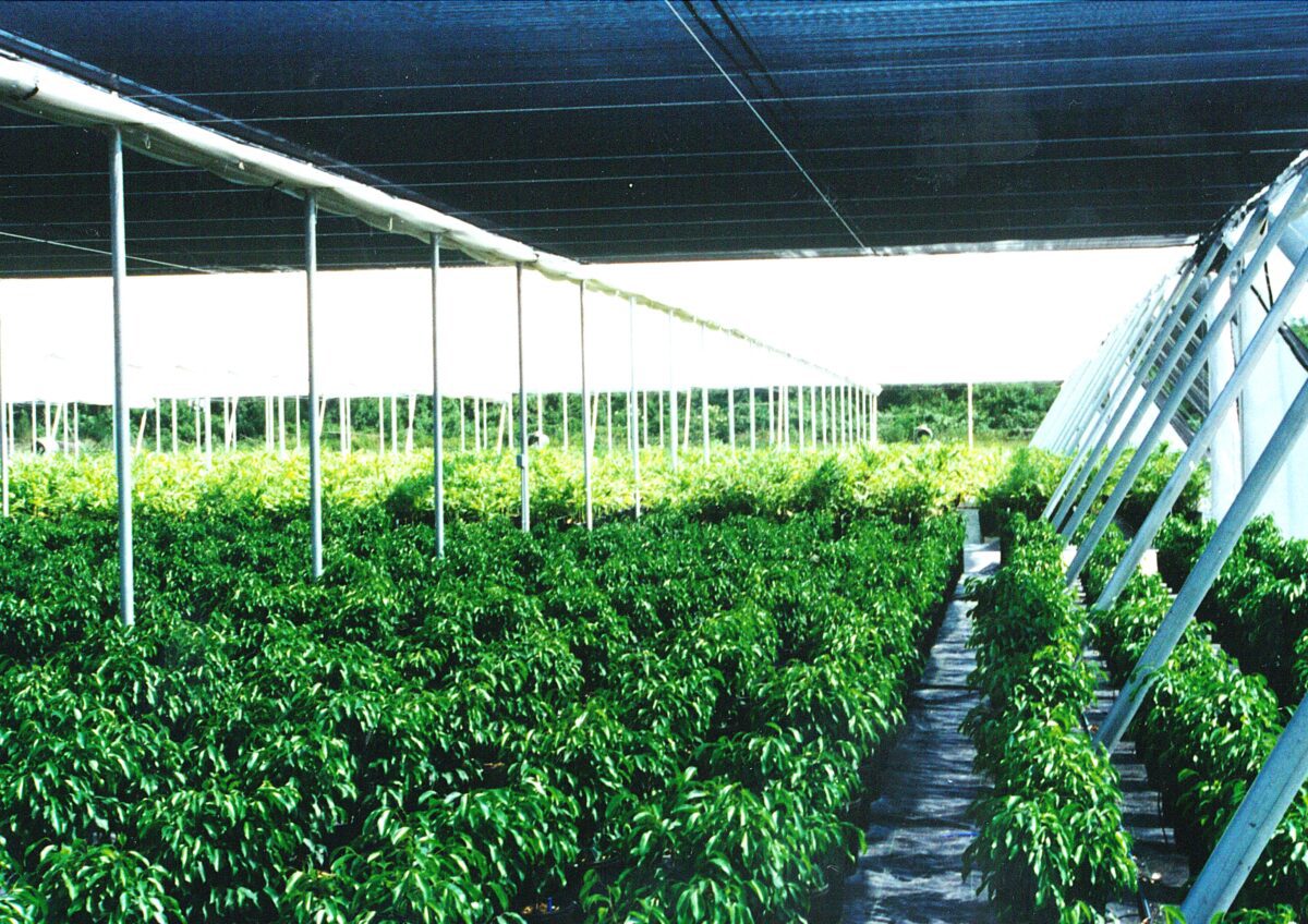 Shade House - Other Solutions - WeatherSolve Structures